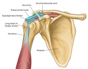 Ultrasound assessment of the painful shoulder – London Ultrasound Clinic